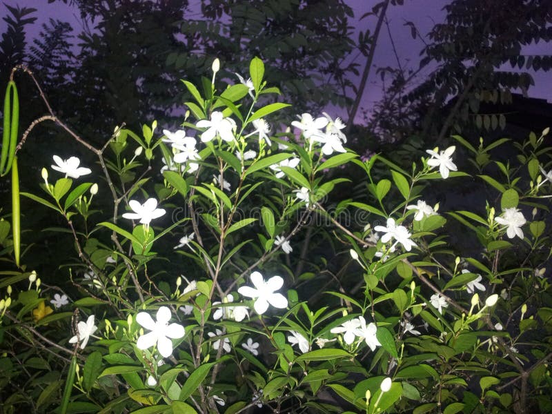 Idda Flower with Sri Lanka Image of Flower, Stock Image - Image of ...