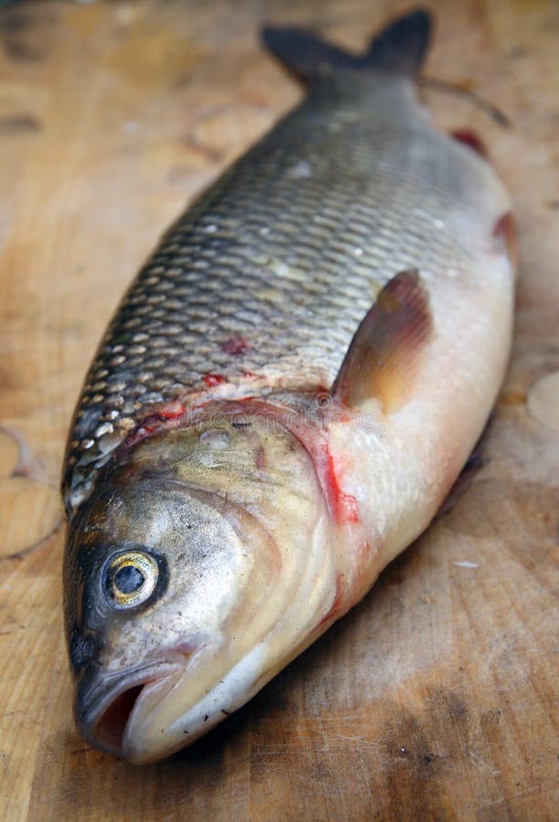 Ide stock image. Image of cutting, predator, carp, scales - 20100859