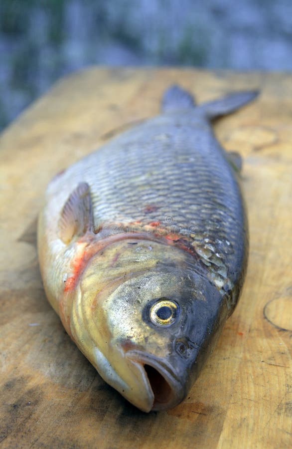 Ide stock image. Image of lies, catch, gills, board, scales - 21035755