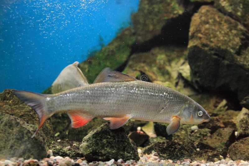 Burbot fish stock image. Image of ecosystem, diving, diversity - 48129335