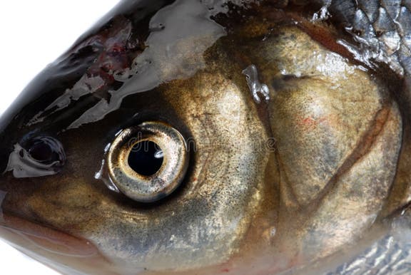 Ide fish stock photo. Image of fish, scales, nutrition - 26226068