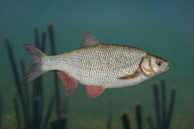 Ide Fish Isolated on Natural Underwater Background Stock Photo - Image ...
