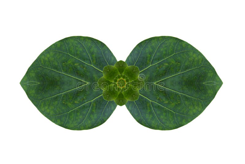 Idea form leaf. stock image. Image of fresh, growing - 56213141