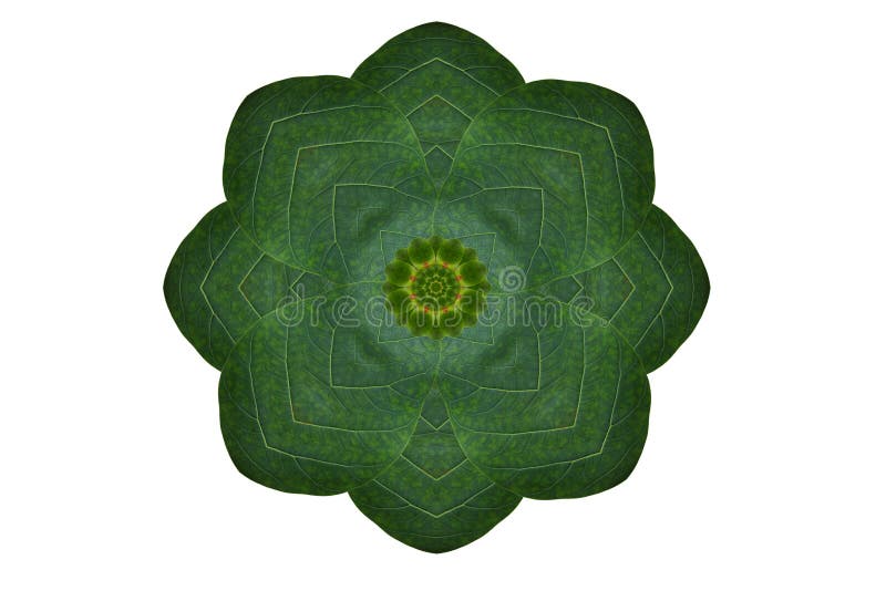 Idea form leaf. stock photo. Image of form, botany, botanical - 56213208