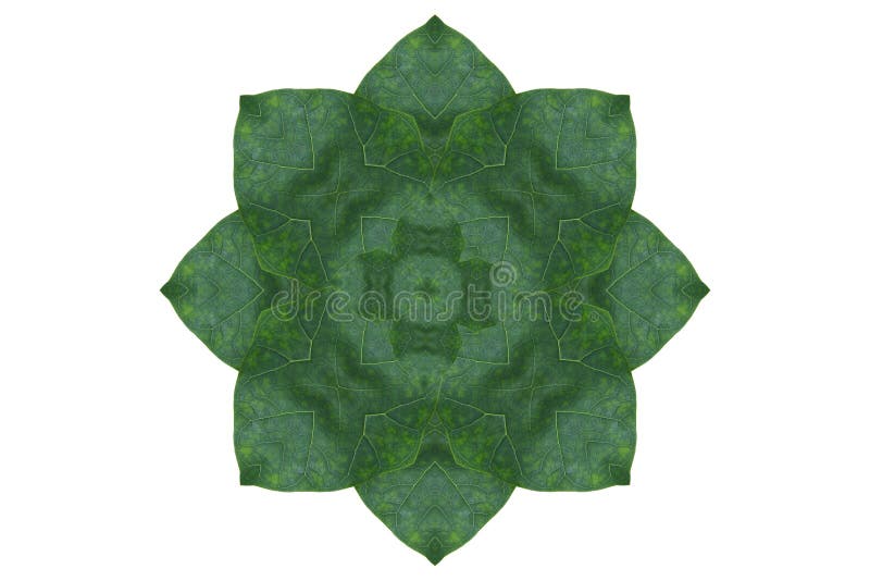 Idea form leaf. stock photo. Image of concept, botanic - 56213222