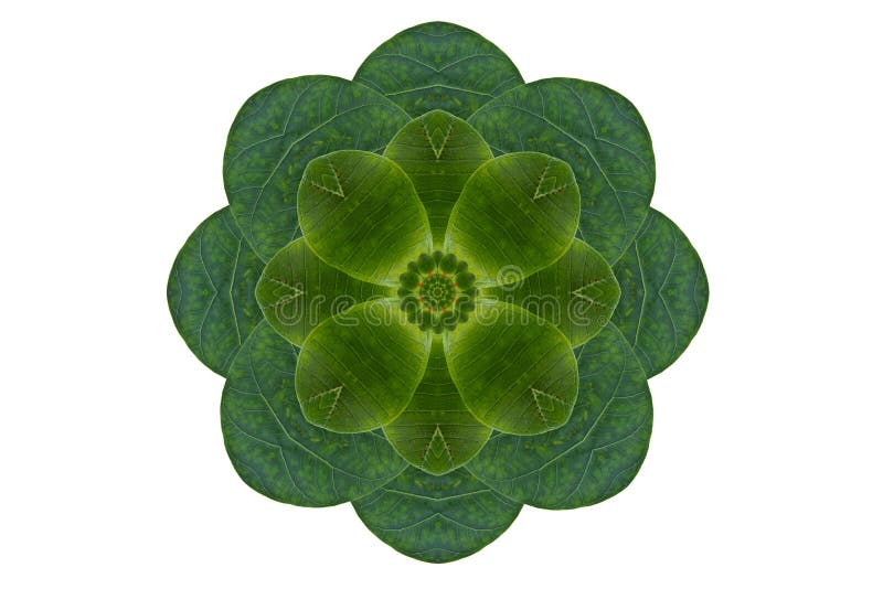 Idea form leaf. stock photo. Image of greenness, growth - 56213280