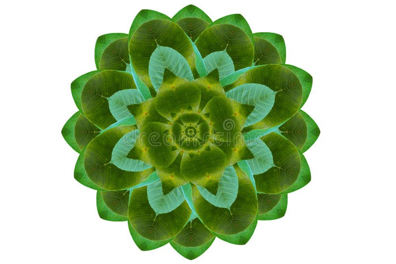 Idea Form Leaf.(Flower Concept) Stock Image - Image of isolated ...