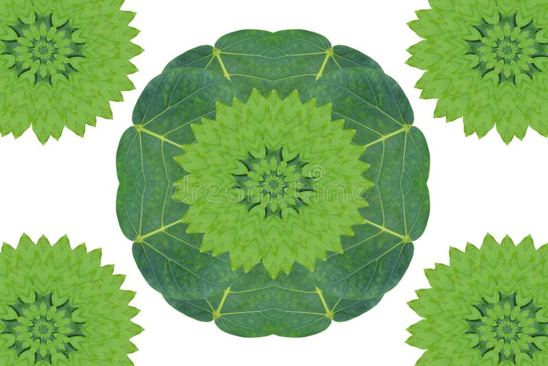 Idea Form Leaf.(Flower Concept) Stock Image - Image of form, growth ...