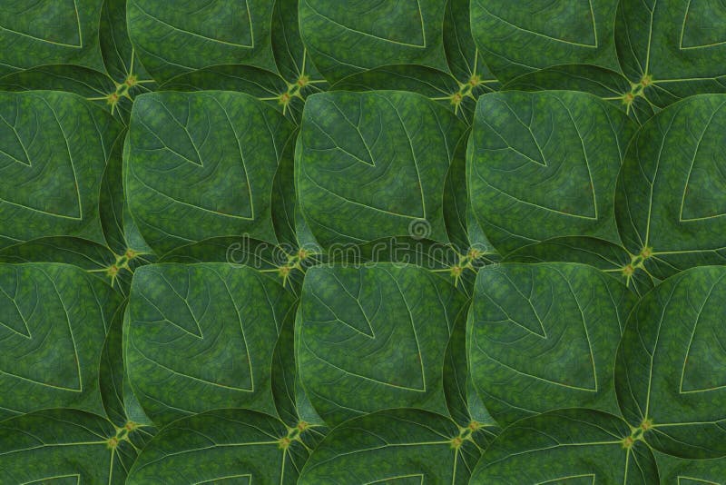 Idea form leaf. stock photo. Image of leaf, green, botanical - 56213336