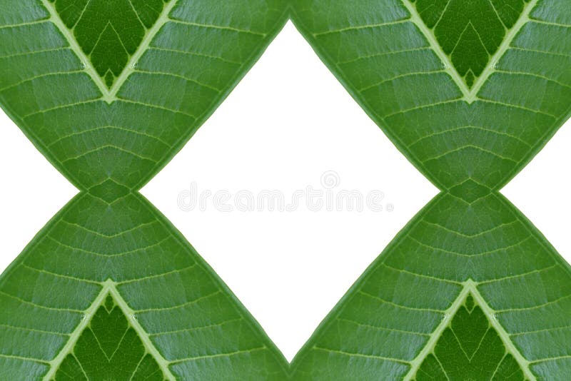 Idea form leaf. stock photo. Image of background, decoration - 56213340