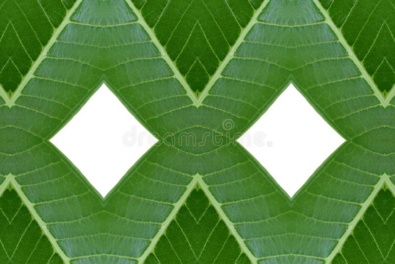 Idea form leaf. stock photo. Image of background, decoration - 56213360