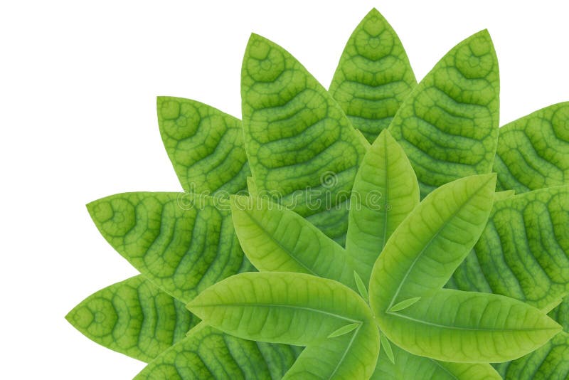 Idea form leaf. stock illustration. Illustration of growing - 56646240