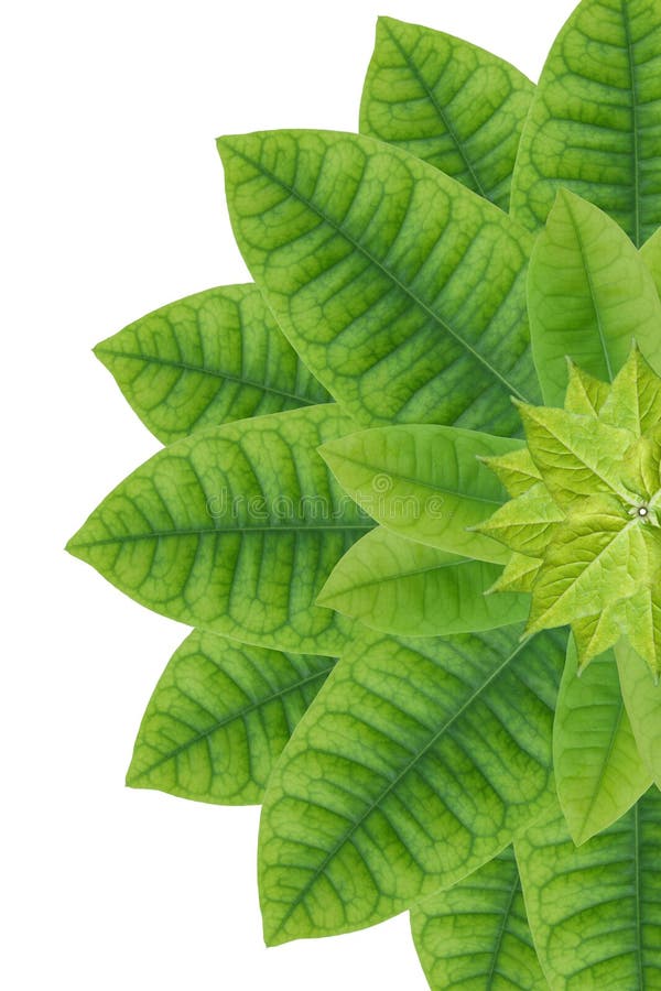 Idea form leaf. stock photo. Image of form, area, background - 56646510