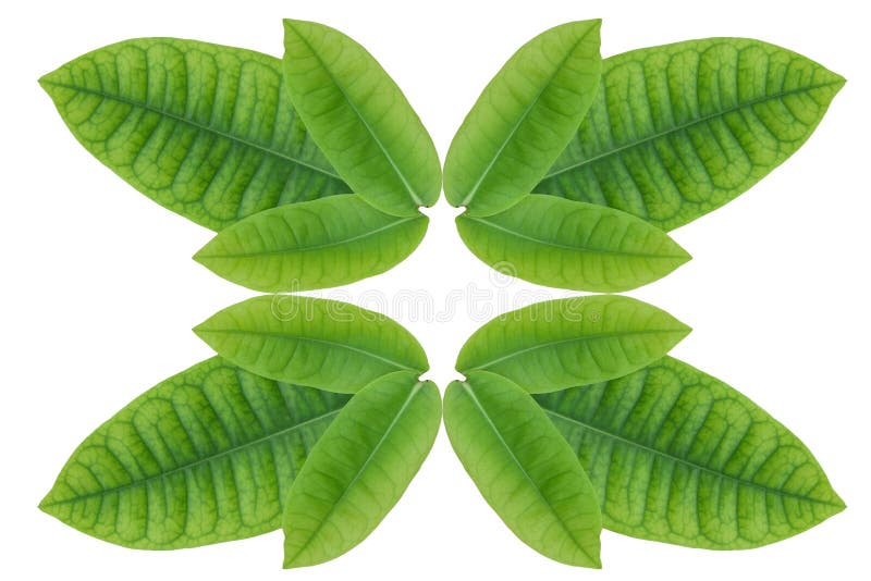 Idea form leaf. stock image. Image of garden, idea, growing - 56647055