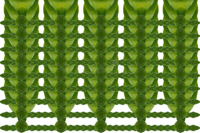 Idea form leaf. stock photo. Image of foliage, greenness - 56166536