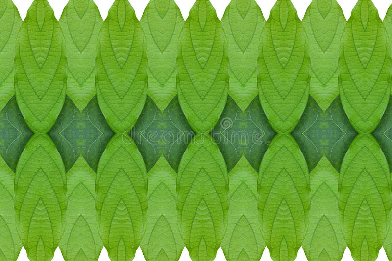 Idea form leaf. stock photo. Image of climbing, botanic - 56167258