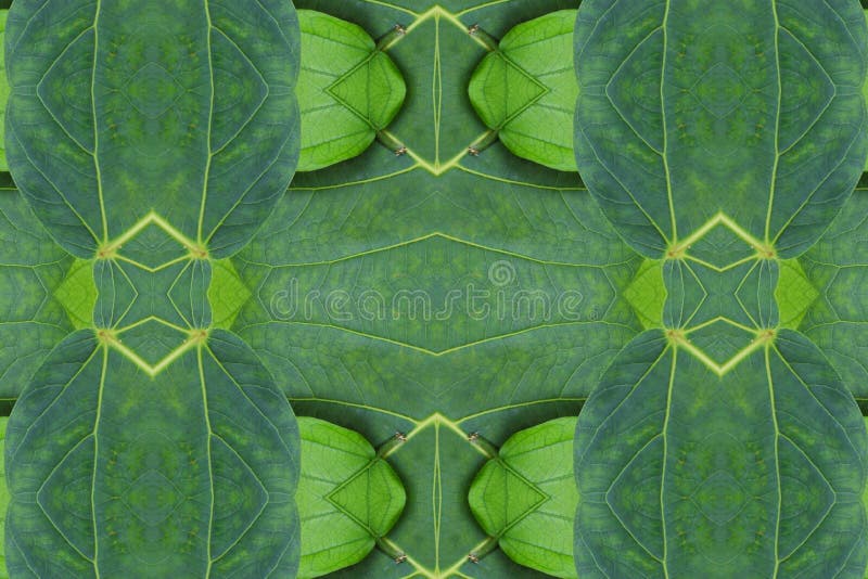 Idea form leaf. stock photo. Image of foliage, bordered - 56168378