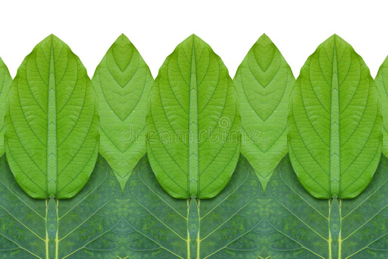 Idea form leaf. stock image. Image of green, greenery - 56168673