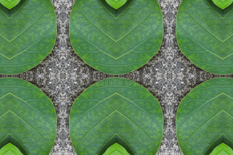 Idea form leaf. stock photo. Image of design, botany - 56200084