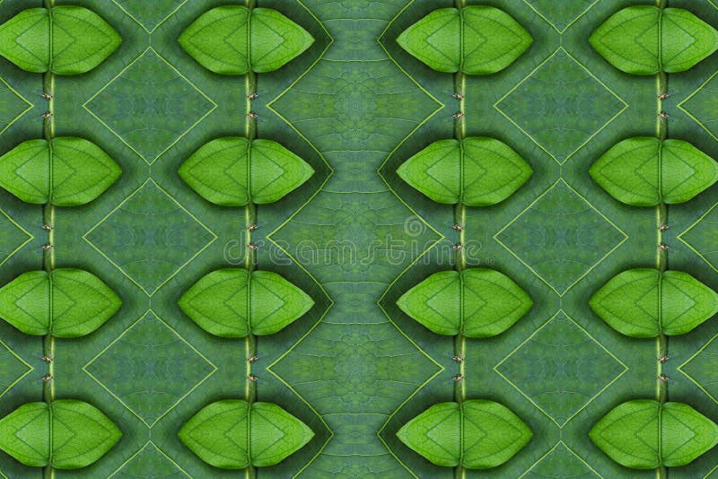 Idea form leaf. stock image. Image of climber, greenery - 56200339