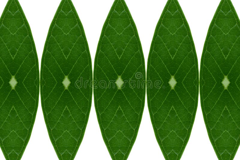 Idea form leaf. stock photo. Image of foliage, design - 56202926