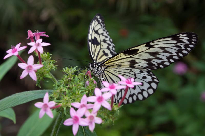 Idea leuconoe butterfly stock photo. Image of feeding - 7068996