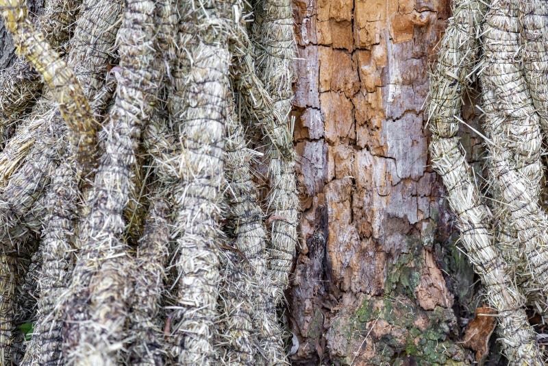 The Idea of Using Dry Grass To Decorate Your Garden or Backyard Stock ...