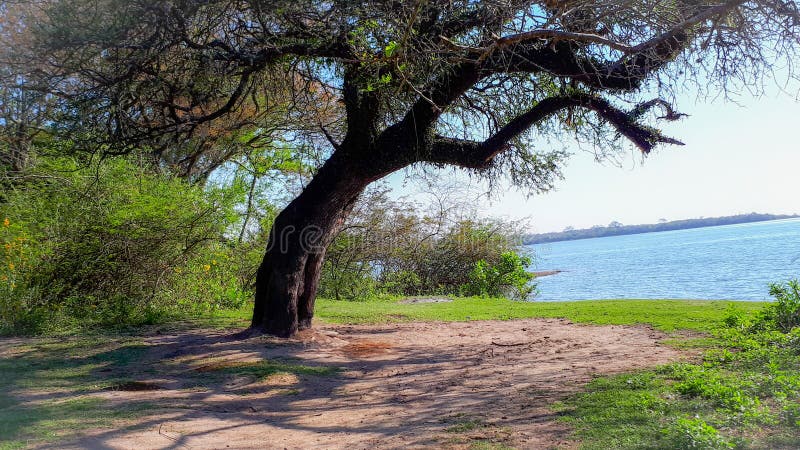 Ideal Environment for Rest, the Shade of a Tree and a Beautiful View of ...