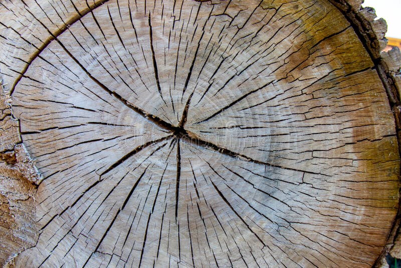 Ideal Round Cut Down Tree with Annual Rings and Cracks. Wooden Texture ...