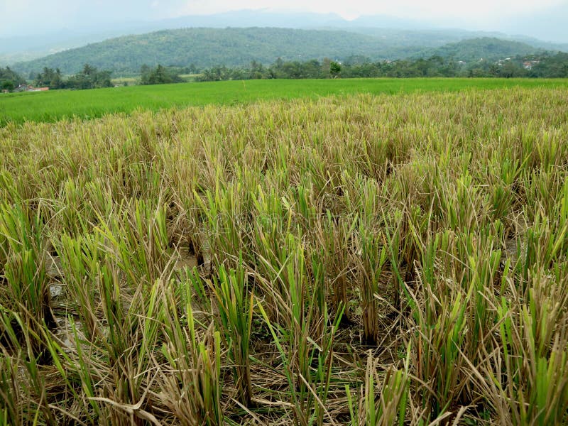 Rice Field Embankments, Roads between Agricultural Fields Stock Photo ...