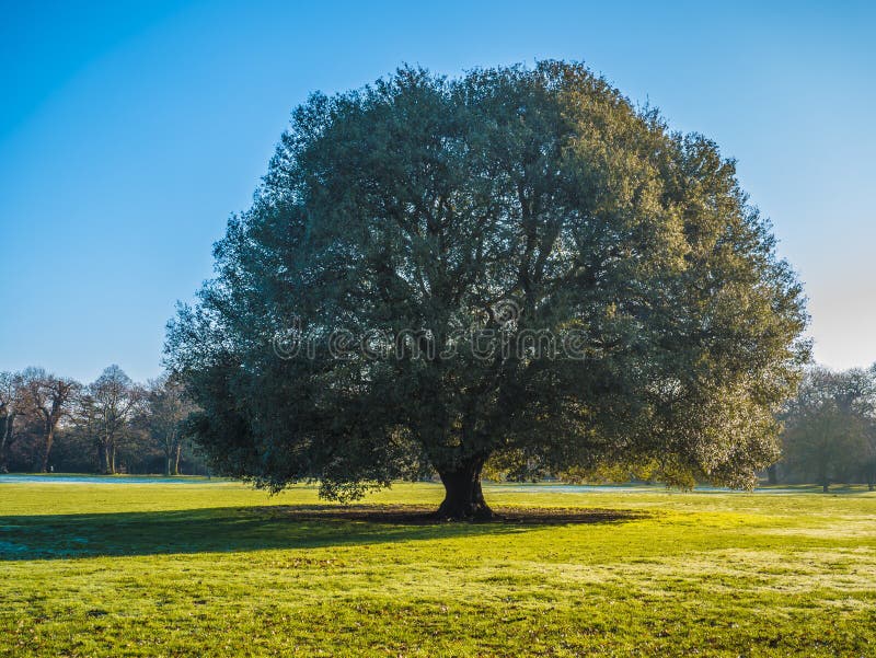 The Ideal Tree Shape in the Greenwich Park, London, Stock Photo - Image ...