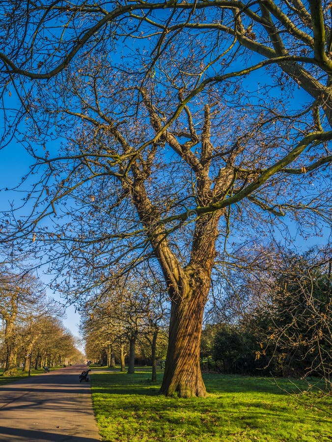 The Ideal Tree Shape in the Greenwich Park, London, Stock Photo - Image ...