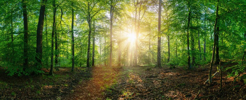 Forest panorama at sunrise stock image. Image of tree - 238045491