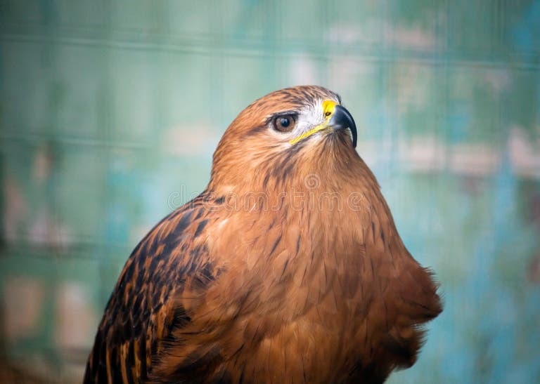 370 Zoo Animals Ideas Stock Photos - Free & Royalty-Free Stock Photos ...