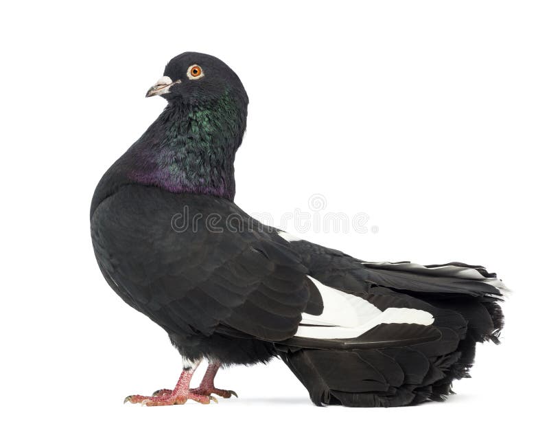 Um Pombo Parado Na Varanda Olhando Para a Rua. Pomba-de-rocha Ou Pombo ...