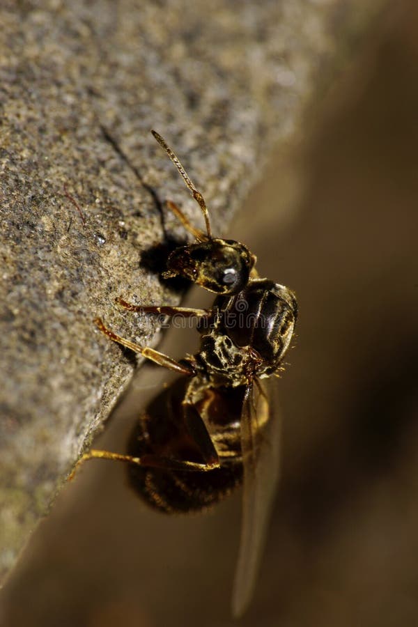 Formiga Macro Do Close-up Com Asas Foto de Stock - Imagem de floresta ...