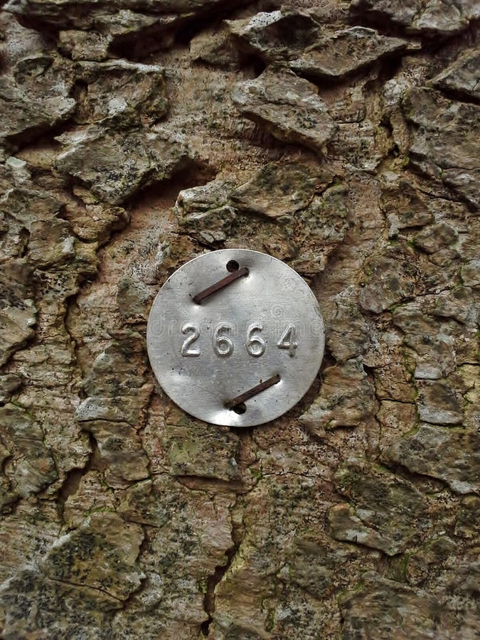 Identification Tag on Sycamore Tree Stock Image - Image of sycamore ...