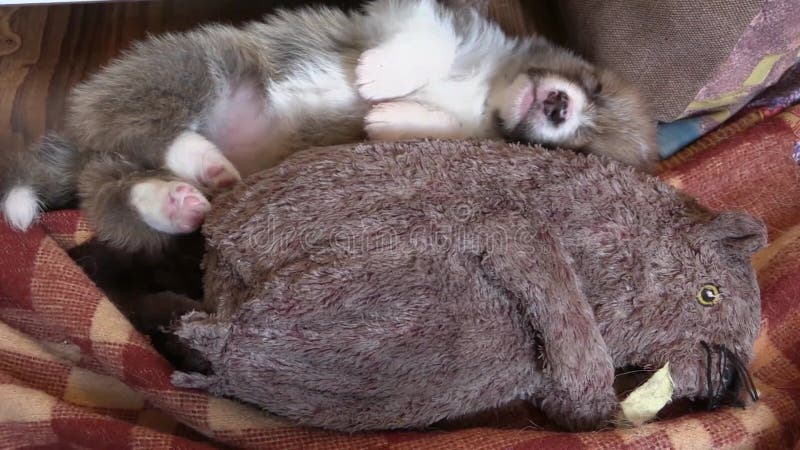 Always Identify the Main People in the Video Stock Video - Video of ...