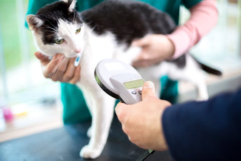 Identifying Cat with Microchip Device Stock Image - Image of horizontal ...