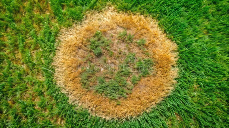 Identifying and Treating Brown Patch Lawn Disease Caused by Rhizoctonia ...