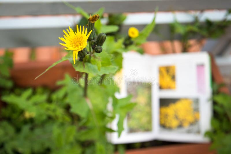 Identifying Wild Flower with Botany Field Guide Stock Image - Image of ...