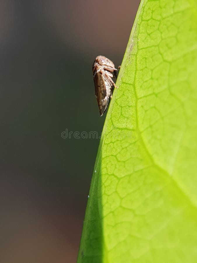 Idioscopus Clypealis Damage Stock Photos - Free & Royalty-Free Stock ...