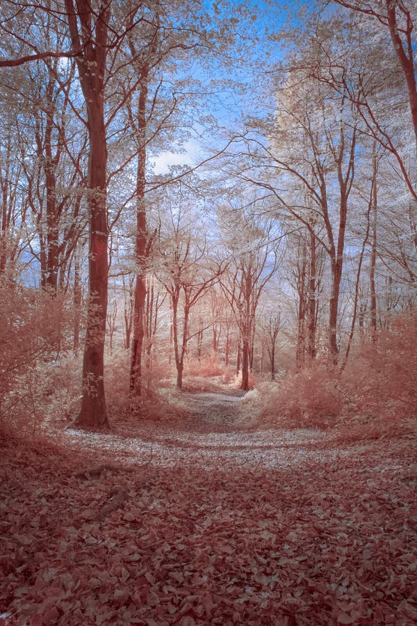 Idless Woods Infrared Autumn Stock Photo - Image of isolated, branch ...