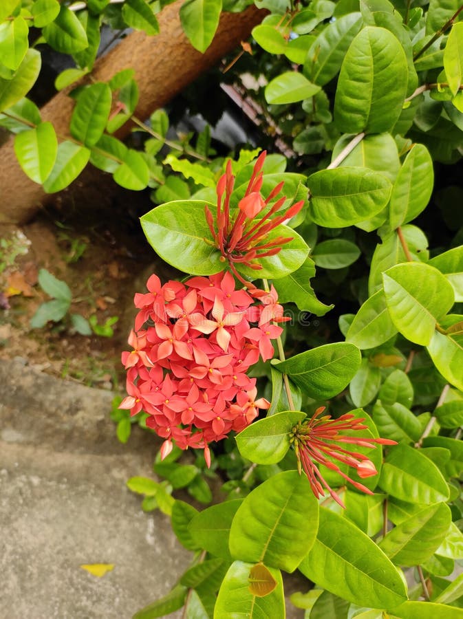 Idly flowers on the plant stock image. Image of produce - 262235599