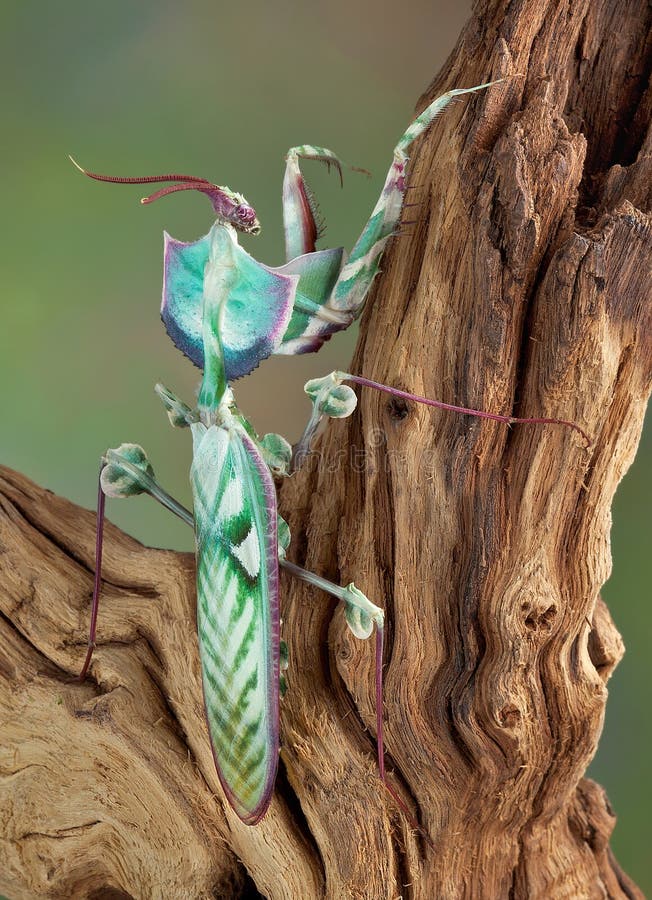 Mantis in a threat display stock image. Image of threat - 25286485