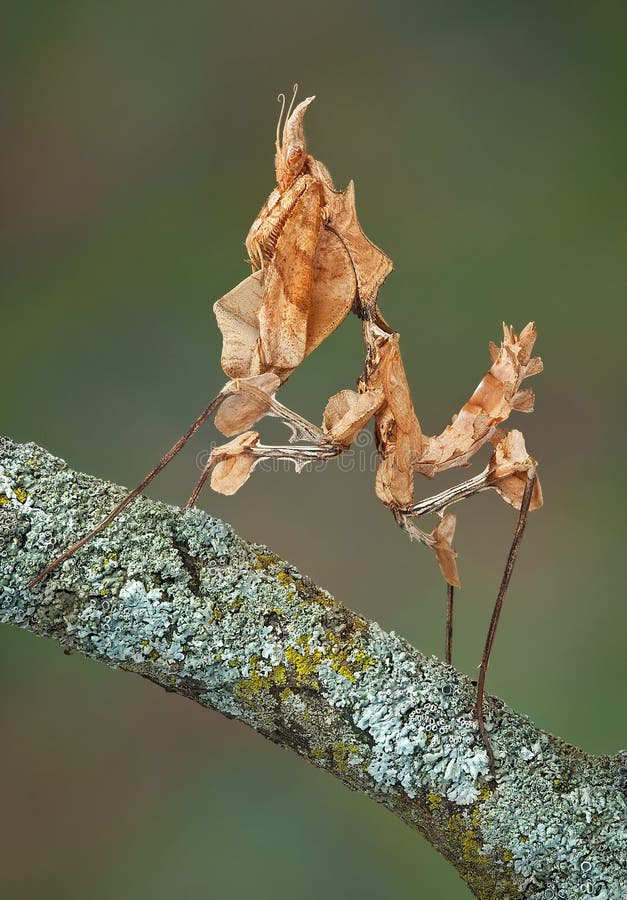 Idolomantis Diabolica on Branch Stock Image - Image of wildlife, nature ...