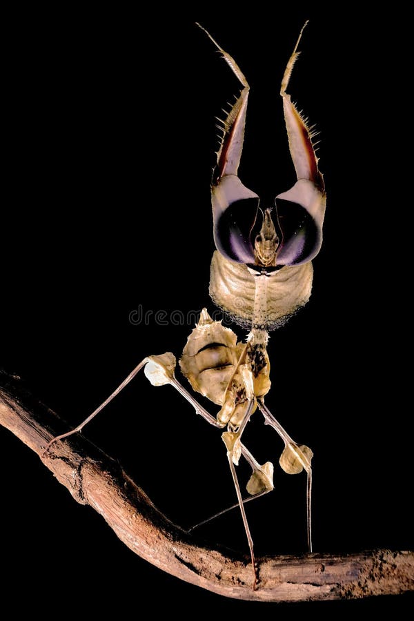 Idolo Mantis Stock Photos - Free & Royalty-Free Stock Photos from ...
