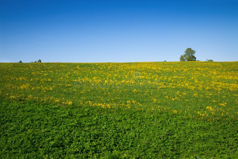 Idylic Country Scene Dandelion Field Stock Image - Image of growth ...
