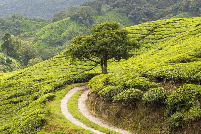 Idylic scenery with tree stock photo. Image of india - 50283470