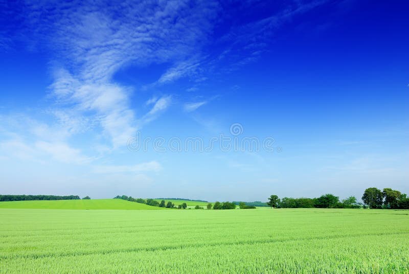 Idyll, View of Green Field and the Blue Sky Stock Photo - Image of ...